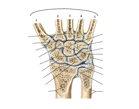 Metacarpal Joints Dorsal View Quiz