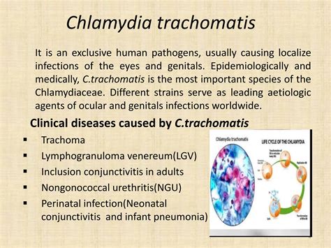 Chlamydia Trachomatis Pptx Microbiology Pptx