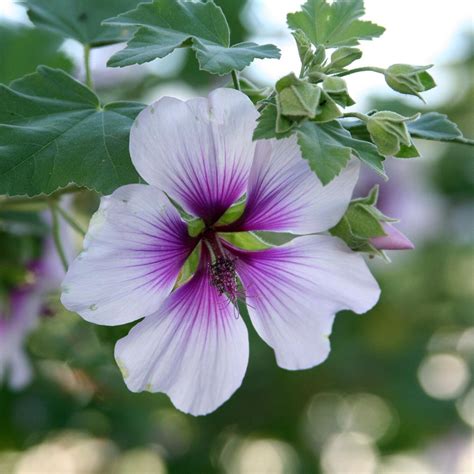 🍀 Como Cultivar E Cuidar De Malva Subovata
