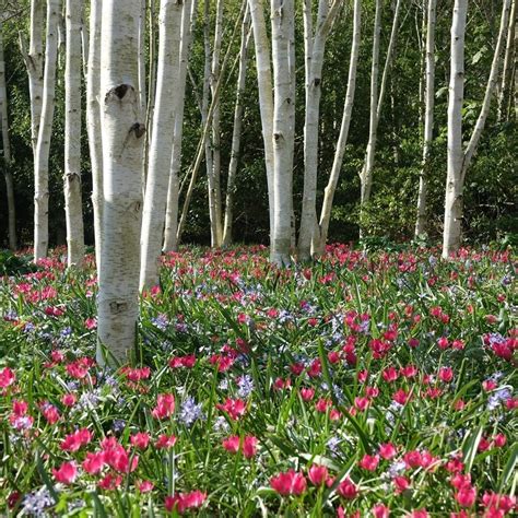 Haleth Of The Haladin The Middle Picture I Do Not Fear The Eyes