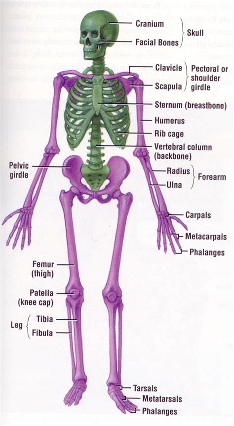 Skeleton System