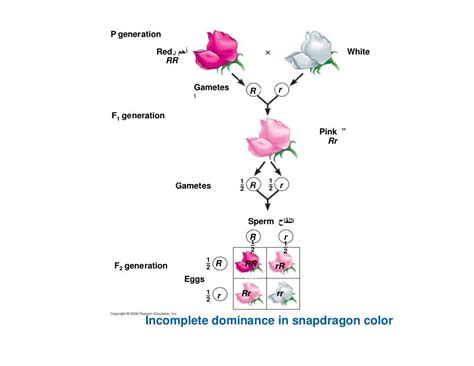 Chapter 8 Genetics Compatibility Mode