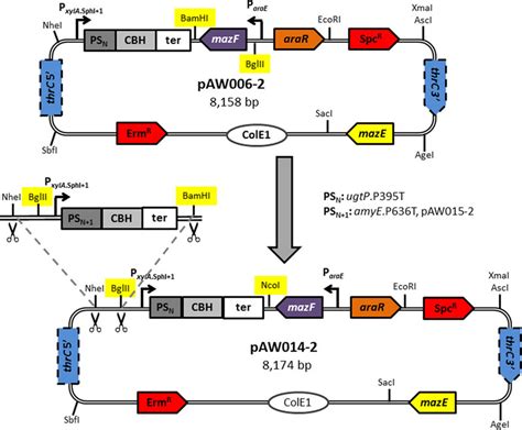 Schematic Representation Of The Construction Of The Multi Grna Delivery