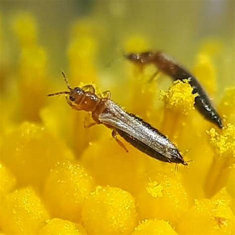 Thrips Bugguidenet