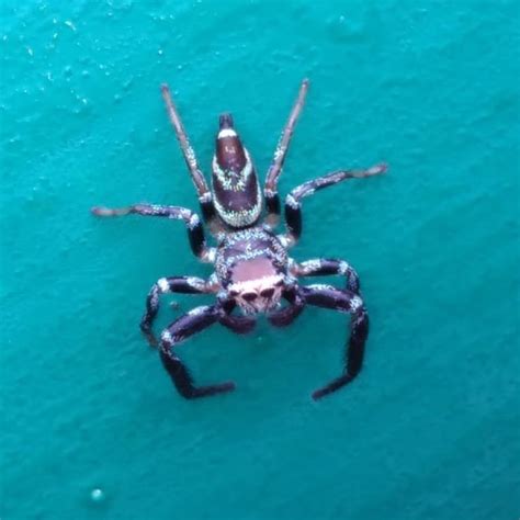 Hong Kong Whos This Cutie Whatsthisbug