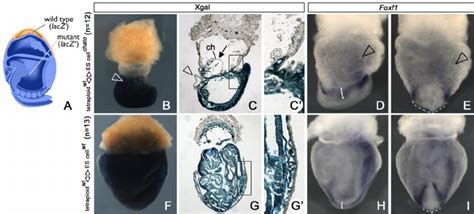 Tetraploid Complementation Assays Download Scientific Diagram