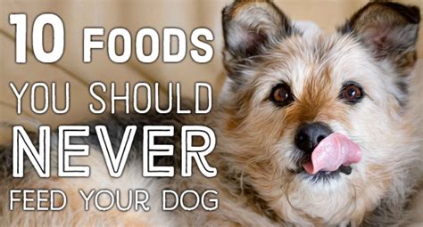 What Should You Feed Your Dog