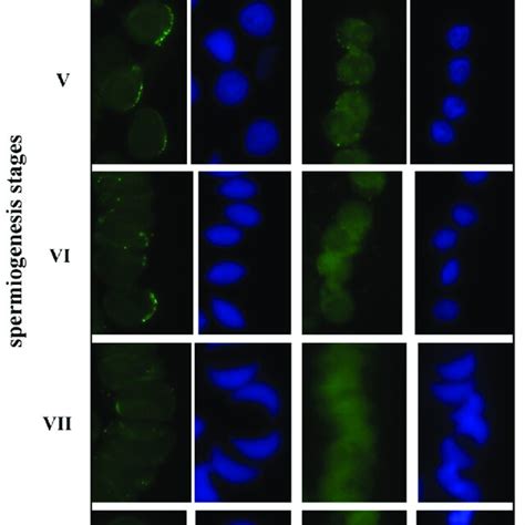 Immunocytochemical Localization Of The β Tubulin Protein In Antheridial
