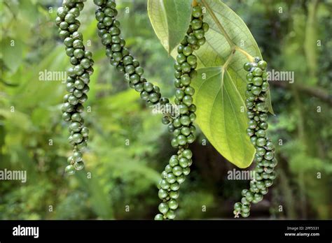 Black Pepper Piper Nigrum Green Pepper Unripe Fruit Trivandrum Thiruvananthapuram District