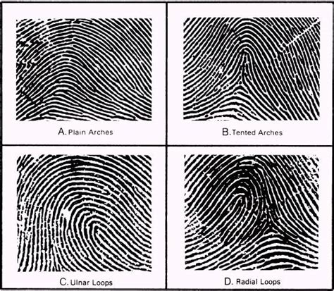 Ulnar Loop Fingerprint Nutty Scientists Canada Unique Fingerprints