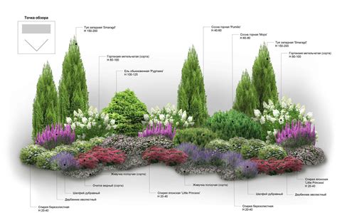 Garden Diagram With Trees And Shrubs