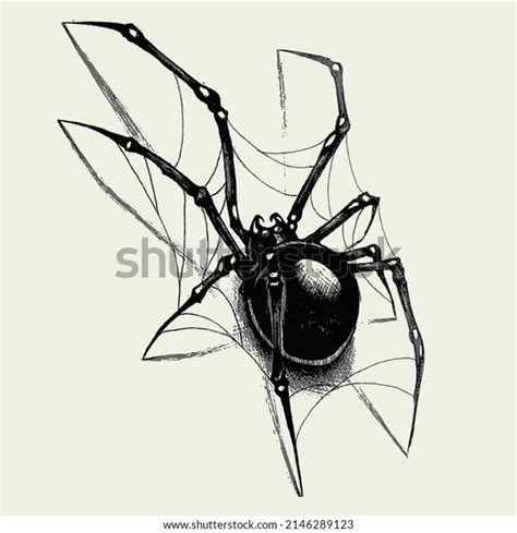 Realistic Spider Pencil Drawing Sketch 库存矢量图（免版税）2146289123 Shutterstock
