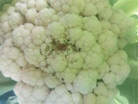 烂花菜照片 图库 五毛网