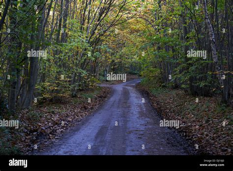 Tree Tunnel England Hi Res Stock Photography And Images Alamy