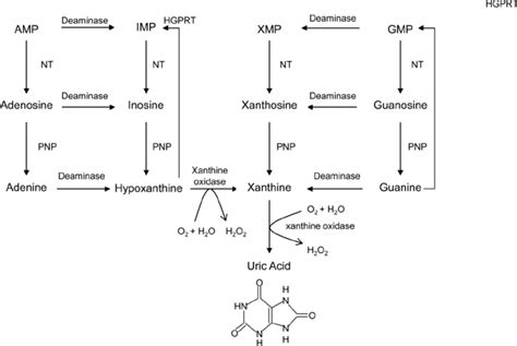 Uric Acid In Urine