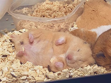 Hamster Love Hamsterlove0519 Posts X