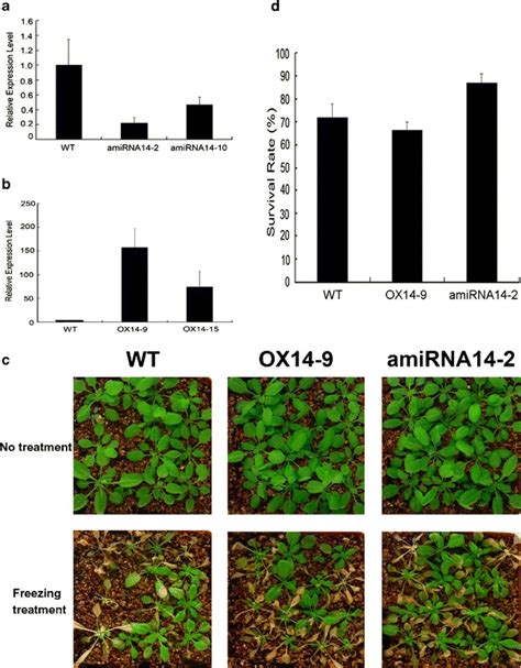 Increased Freezing Tolerance Of The Atmyb14 Knock Down Lines A Download Scientific Diagram