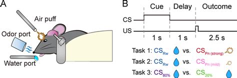 Behavioral Task A The Experimental Setting Head Fixed Mice Performed Download Scientific