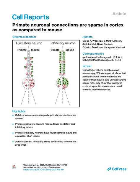 Pdf Primate Neuronal Connections Are Sparse In Cortex As Compared To
