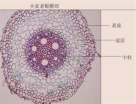 小麦幼根横切结构图 图库 五毛网