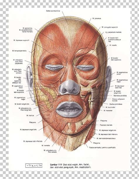Orbicularis Oculi Muscle Facial Muscles Zygomaticus Major Muscle