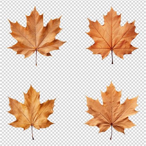투명한 배경에 고립 된 메이플 잎 세트 Png 프리미엄 Ai 생성 Psd 투명한 배경에 고립 된 메이플 잎 세트 Png 프리미엄 Ai 생성 Psd