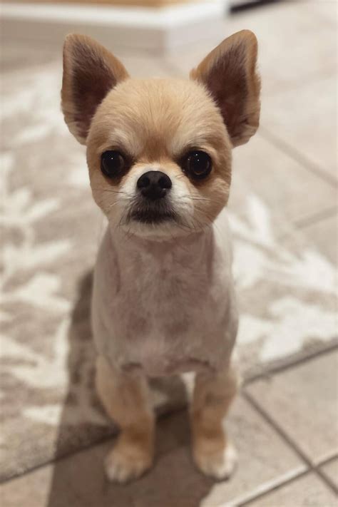 20 Long Hair Chihuahua Grooming Styles And Haircut Ideas