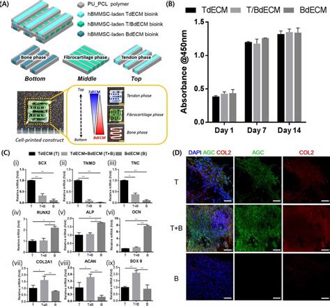 Characterization Of 3d Cell Printed Spatially Graded Tbi Patches A