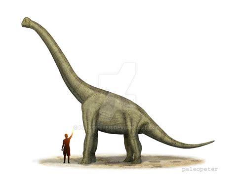 Brachiosaurus Altithorax By Paleopeter On Deviantart