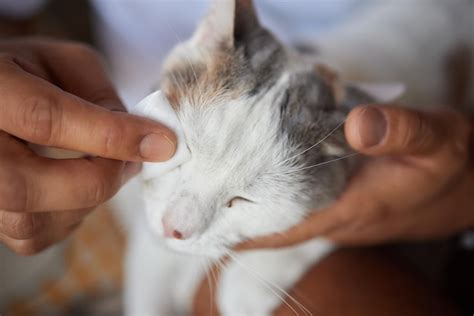 Premium Photo Caring For Cats Health Hygiene Procedure Person Cleaning Green Eyes Of Fluffy