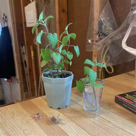 What Are The Bugs On My Catnip 🐛