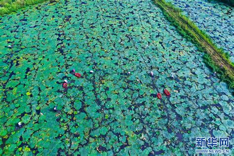 河南光山：芡实飘香收获忙 新华网河南频道