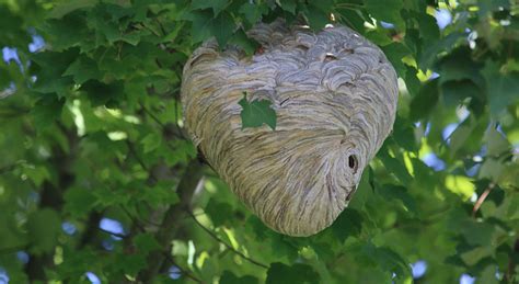 What To Do When You Find A Wasp Nest Empire Pest Control London