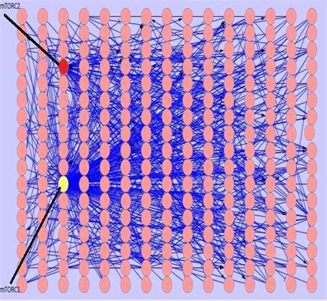 Electronic Representation Of Comprehensive Mtor Network The Network