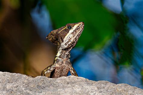 Brown Basilisk 2 Photograph By Rick Reiling Fine Art America