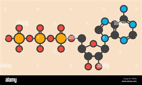 Adenosine Triphosphate Atp Molecule Functions As Neurotransmitter Rna Building Block Energy