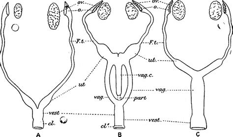 Did You Know Kangaroos Have Three Vaginas Australian Geographic
