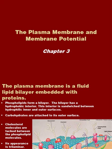 3plasma Membrane Pdf Cell Membrane Membrane Potential
