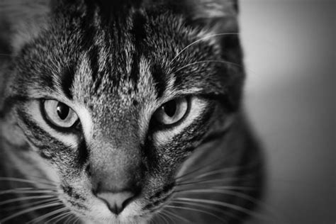 Microsoft Pki Pki Health Pkiview Binary Recon