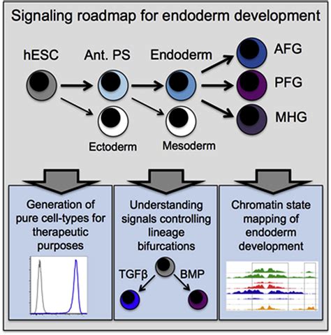 Efficient Endoderm Induction From Human Pluripotent Stem Cells By Logically Directing Signals