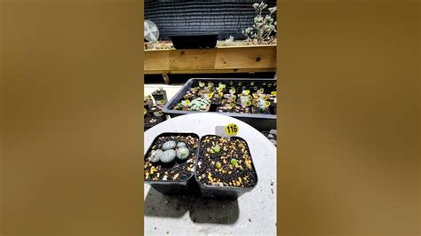 다육마을 라이브 다육판매영상 다육판매방 다육판매하는곳 다육이 다육이를부탁해 다육이판매영상 다육이라이브 다육이