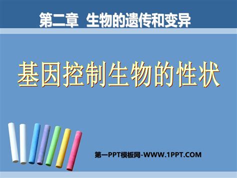 《基因控制生物的性状》生物的遗传和变异ppt课件6 人教版八年级生物下册
