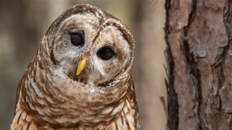12 Things About Barred Owls You Probably Didnt Know