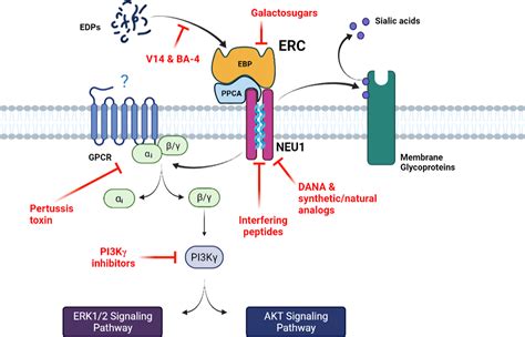 Receptor Complex Khám Phá Ý Nghĩa Ví Dụ Câu Và Cách Sử Dụng