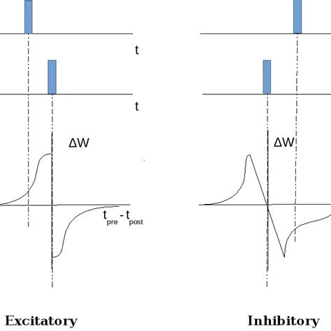 Spike Timing Dependent Plasticity Hebbian Learning Download