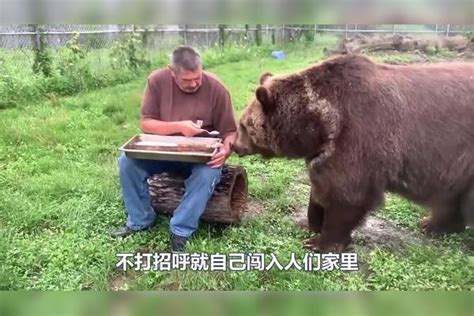 待惯了深山老林母熊带娃来人类家串门下一秒被逗笑 母熊 人类