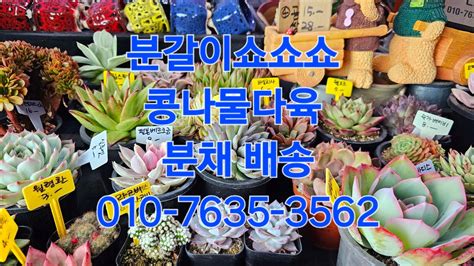 분갈이쇼쇼쇼 콩나물다육 010 7635 3562 분채배송 Youtube