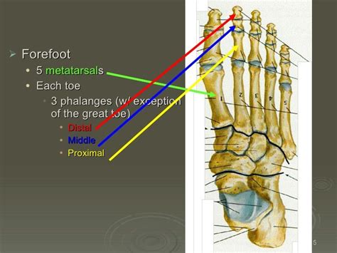 Toe Anatomy Joints