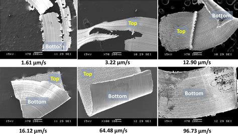 Varying Microchip Morphology Observed Through Scanning Electron Download Scientific Diagram