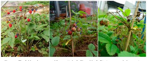 Figure 1 From Identifying Genome Wide Sequence Variations And Candidate Genes Implicated In Self